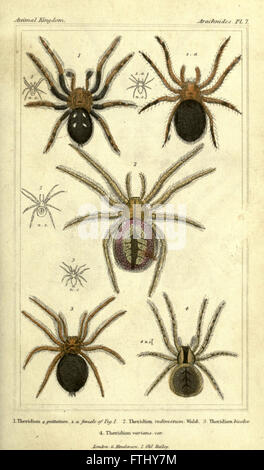 This work on invertebrates from the Kingdom of the Two Sicilies (Sicily ...