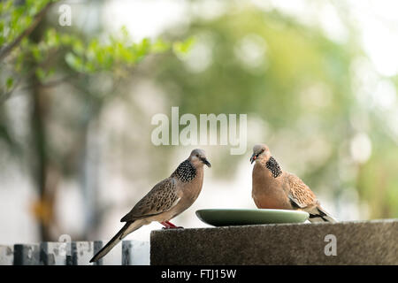 Two birds sharing food Stock Photo - Alamy