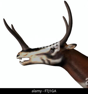 Kyptoceras was a antelope type mammal that lived in North America ...