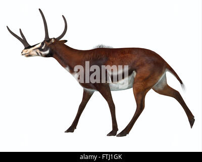 Kyptoceras was a antelope type mammal that lived in North America ...