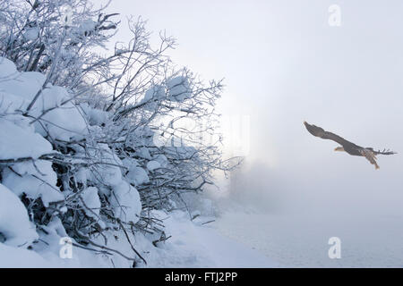 Bald eagle in winter flying into the sun with a dark cliff face behind ...