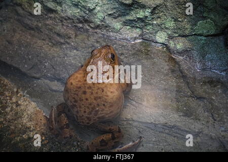 A green American bull frog is resting floating in a pond Stock Photo ...