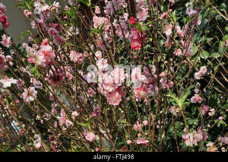 Pink flower blooms of the Japanese ume apricot tree, prunus mume Stock ...