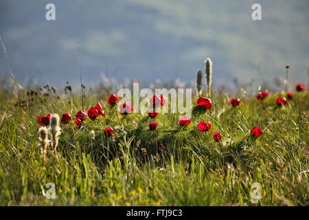 Green spring meadow with blooming red poppies in sunlight. Pomerania ...