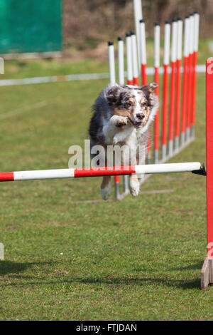 jumping Australian Shepherd Stock Photo - Alamy