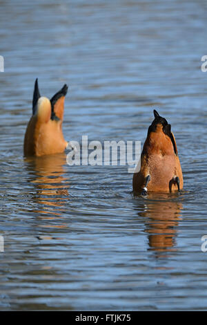 Pair of ruddy shelducks Tadorna ferruginea resting. Tecina. San ...