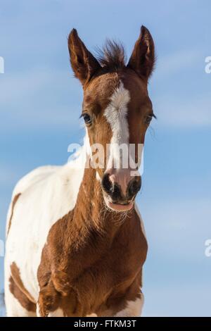 Barb Horse. Portraet of skewbald filly-foal Egypt Stock Photo - Alamy