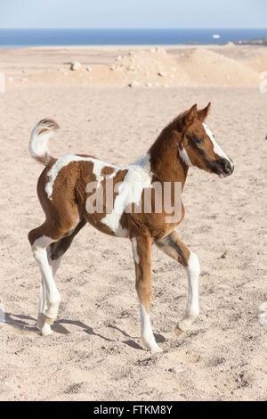 Barb Horse. Skewbald filly-foal galloping in the desert. Egypt Stock ...