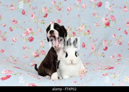 Boxer dog, yawning puppy Stock Photo: 61804371 - Alamy