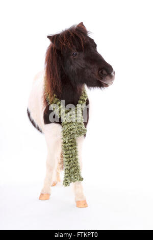 Shetland Pony. Piebald mare with muffler, standing. Studio picture ...