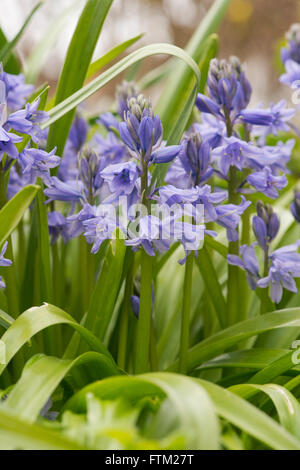 Hyacinthoides hispanica. Spanish bluebells in a garden. Invasive plant ...