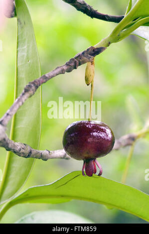 Grumichama (Eugenia brasiliensis Stock Photo - Alamy