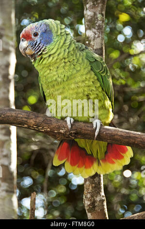 Purple Parrot Face popularly known as Chaua Parrot - Amazona ...