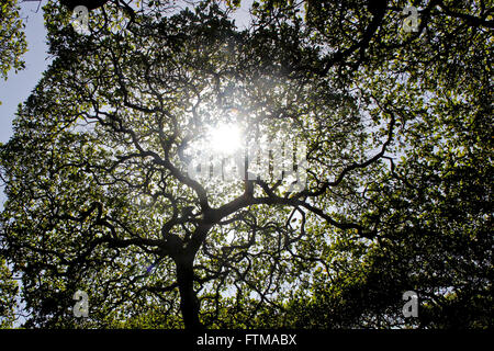 The biggest cashew tree, Pirangi do Norte, Rio Grande do Norte, Brazil ...