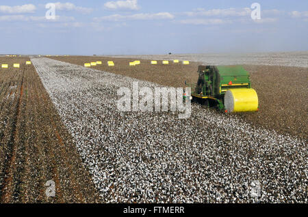 Planting of cotton and combine advanced technology Stock Photo ...