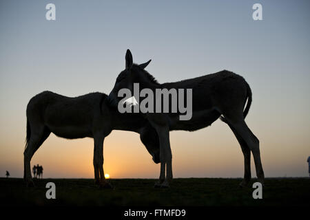 A donkey's penis Stock Photo - Alamy