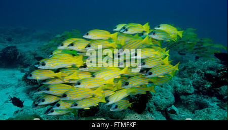 Bluestripe snapper School Of Fish at the Maldives Stock Photo - Alamy