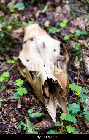 Deer skeleton wildlife remains on forest floor Model Release: No ...