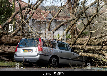 A Volvo estate car was crushed by a falling tree in Surrenden Crescent ...