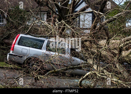A Volvo estate car was crushed by a falling tree in Surrenden Crescent ...