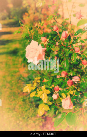 Pink roses in the garden. Decorative garden plants blooming outdoors ...