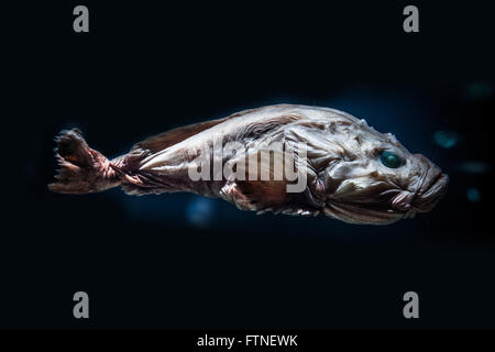 deep sea fish Stock Photo - Alamy