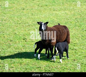 Balwen Welsh Mountain sheep ram a rare breed with it's distinctive ...