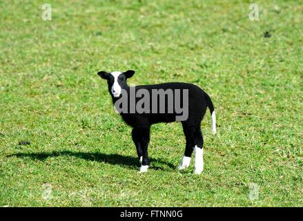 Balwen Welsh Mountain sheep ram a rare breed with it's distinctive ...
