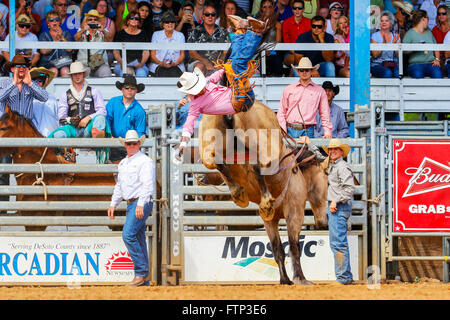 A rodeo rider on a bucking bronco (horse) in front of a crowd (audience ...