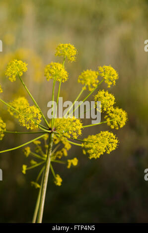 villous deadly carrot (Thapsia villosa Stock Photo - Alamy