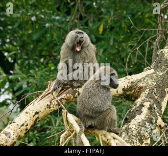 Baboons climbing a tree, Tanzania Stock Photo - Alamy