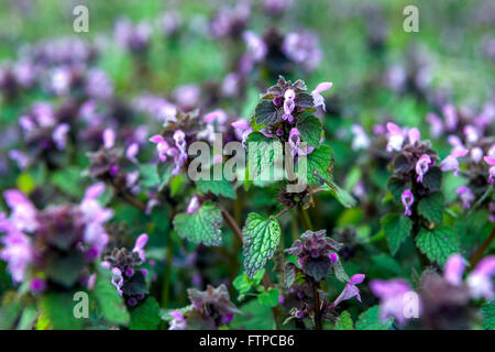 Purple flowers and foliage of Red Dead-Nettle / Lamium purpureum ...