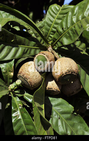 Fruit of Genipa americana Stock Photo - Alamy