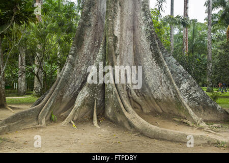 Kapok Tree, Ceiba Pentandra, in Rainforest of Kakum National Park ...