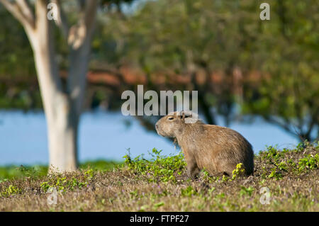 Capybara (Hydrochoerus hydrochaeris) in the meadow, large cavy rodent ...