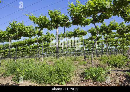 Drip irrigation in grape plantation system in the river Sao Francisco ...