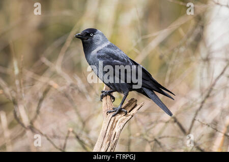 Jackdaw perched on a dead branch by a meadow Stock Photo - Alamy
