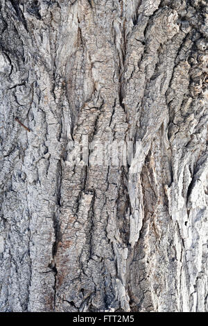 Poplar bark texture shot close Stock Photo - Alamy