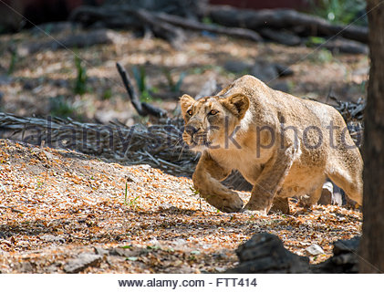 Lioness attacking lion Stock Photo: 3101773 - Alamy