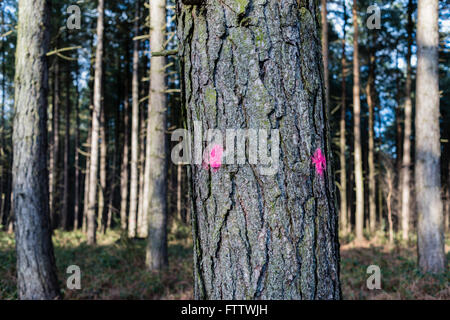 Misk Hills ,Hucknall Nottinghamshire,UK Stock Photo - Alamy