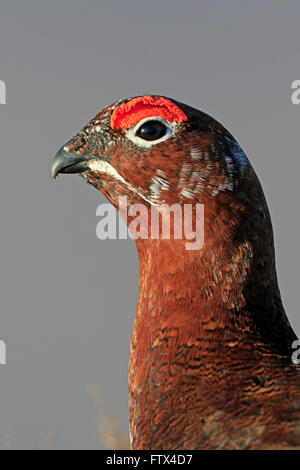 Close up of a Red Grouse male with red eyebrow stood in natural habitat ...