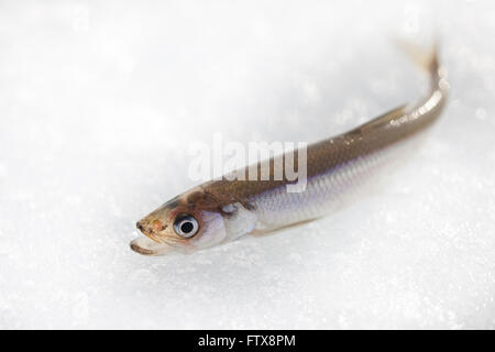 fresh smelt fish on white ice top view closeup Stock Photo - Alamy