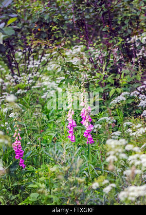 perfect meadow in the cloudy summer time Stock Photo - Alamy