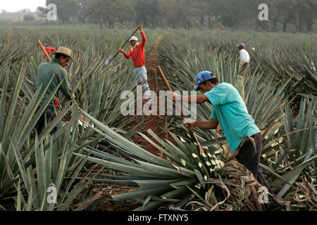 Agave worker, called a "jimador," cuts the leaves off the agave plant ...