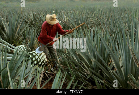 Agave worker, called a "jimador," cuts the leaves off the agave plant ...
