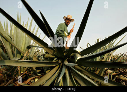 Agave worker, called a "jimador," cuts the leaves off the agave plant ...
