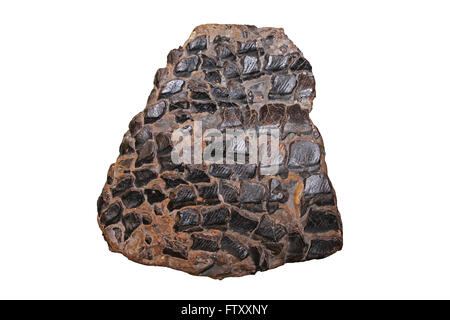 Lepidotus Fish Scales, Cretaceous Stock Photo - Alamy