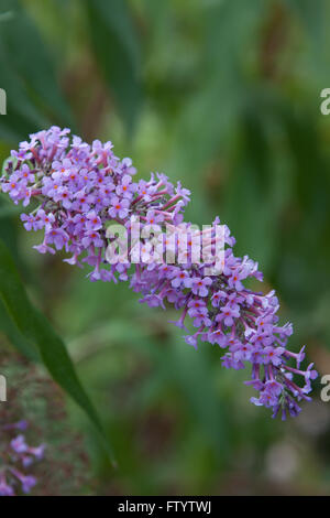 Buddleja davidii, also known as the butterfly bush, photographed on ...