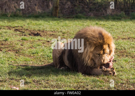 A male lion during feeding time at Longleat Safari Park Stock Photo - Alamy