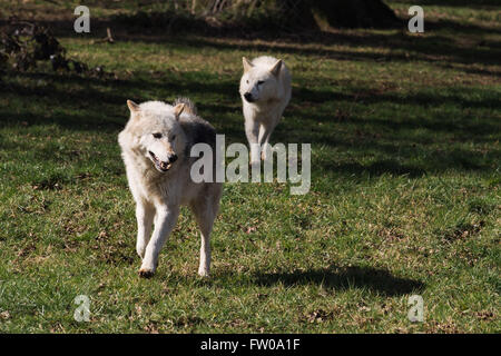 Timber wolves during feeding time at Longleat Safari Park Stock Photo ...